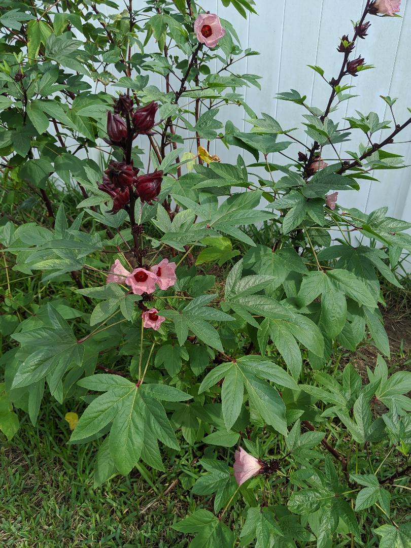 Hibiscus Flowers